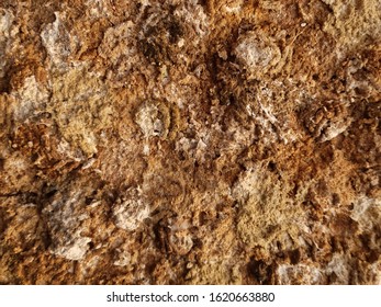 2,050 Bird droppings on rocks Images, Stock Photos & Vectors | Shutterstock