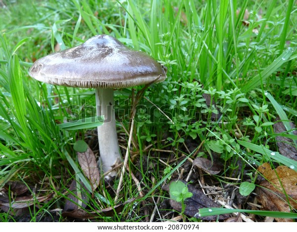 Brown Toadstool Grass Stock Photo (Edit Now) 20870974