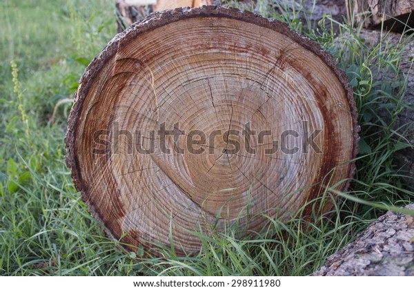 Brown Tree Ring Stock Photo 298911980 | Shutterstock