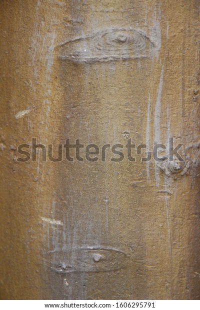 Brown Tree Skin Tree Pattern Background Stock Photo 1606295791 ...