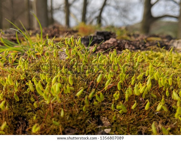 Bryopsida Moss Largest Class Mosses Closeup Stock Photo 1356807089 ...