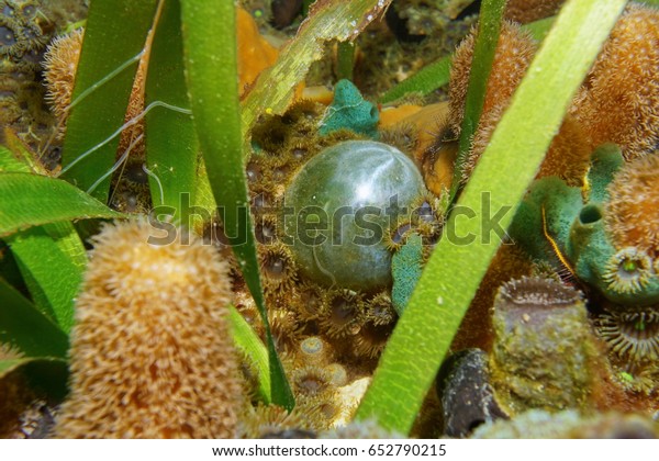 Bubble Algae Valonia Ventricosa Surrounded By Stock Photo 652790215 ...