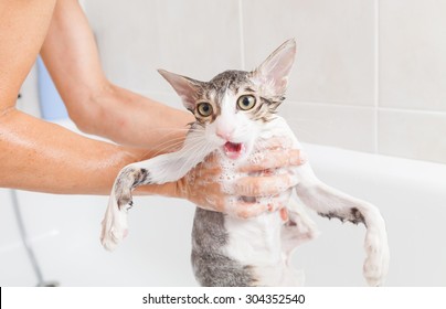 732 Soaking wet cat Images, Stock Photos & Vectors | Shutterstock