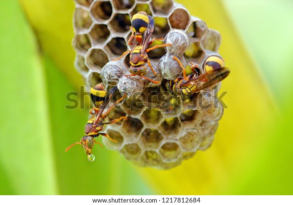 Bubble Blowing Bees Stock Photo 1217812684 | Shutterstock