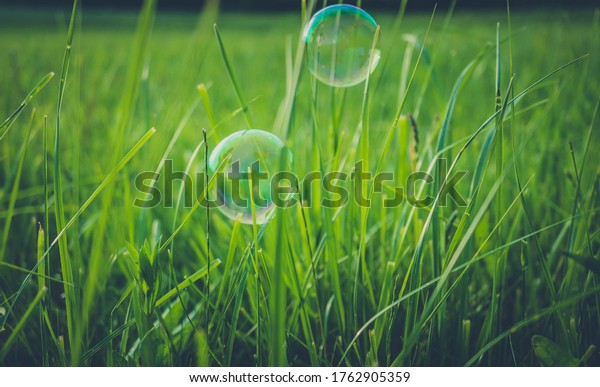 Bubbles Balancing On Sharp Leaves Stock Photo 1762905359 | Shutterstock