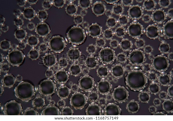 Bubbles Beer Foam Under Microscope Polarized Stock Photo 1168757149 ...