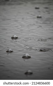 Bubbles Puddle During Rain Stock Photo 2124836600 | Shutterstock