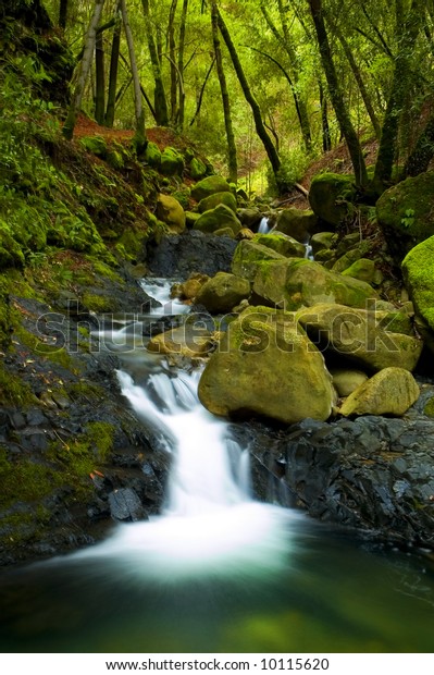 Bubbling Brook Forest Stock Photo (Edit Now) 10115620
