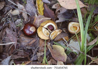 97 Aesculus glabra Images, Stock Photos & Vectors | Shutterstock