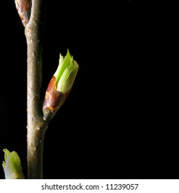 Bud Stock Photo 11239057 | Shutterstock