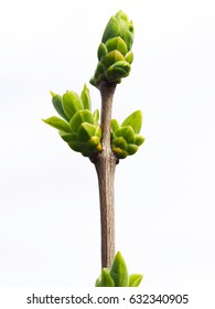 Budd Stock Photo 632340905 | Shutterstock
