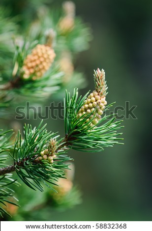 Budding Branches Lodgepole Pine Tree Kananaskis Stock Photo (Edit Now ...