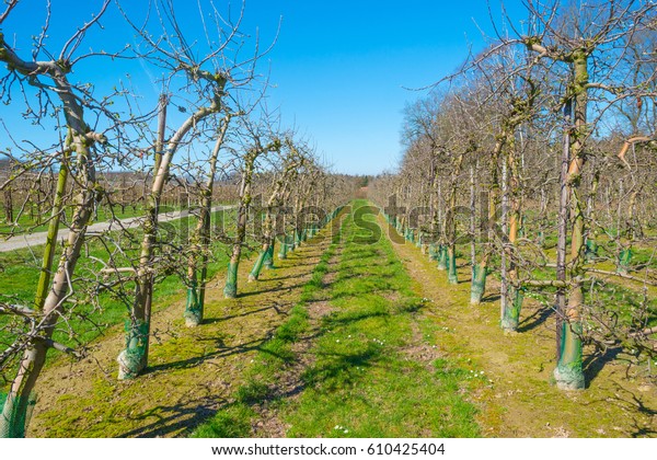 Budding Fruit Trees Orchard Spring Stock Photo 610425404 | Shutterstock