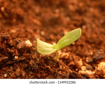 Budding Seedling Stock Photo 1149922286 | Shutterstock