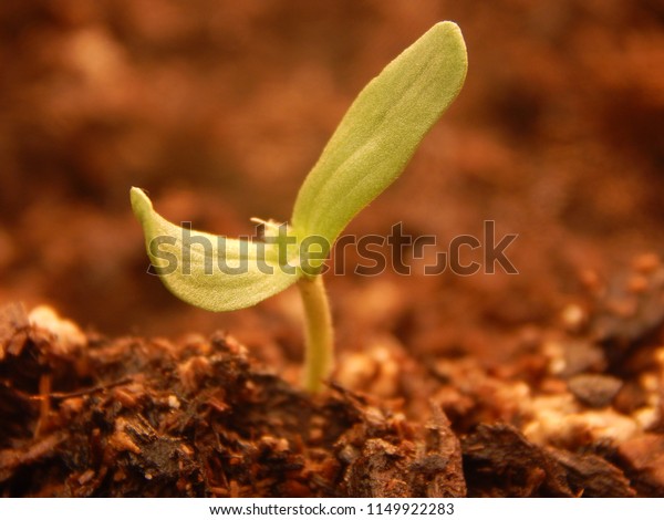 Budding Seedling Stock Photo 1149922283 | Shutterstock