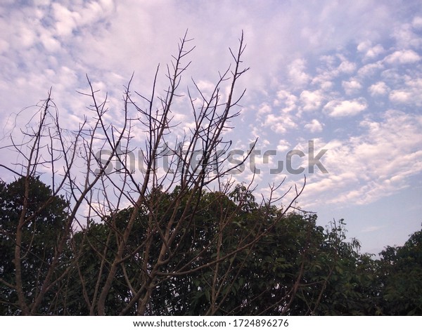 Budha Vector Temple Tree Mongo Sky Stock Photo 1724896276 | Shutterstock