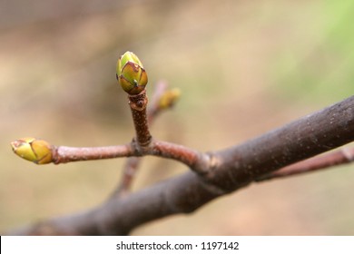 9,203 Maple tree buds Images, Stock Photos & Vectors | Shutterstock