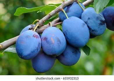Zwetschgen Images, Stock Photos & Vectors | Shutterstock