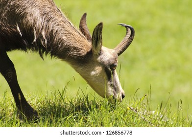 72 Buff Deer Images, Stock Photos & Vectors | Shutterstock