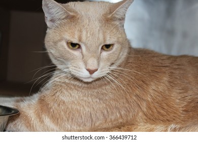 Buff Tabby Stock Photo 366439712 | Shutterstock
