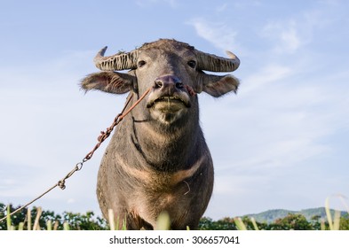 4,557 Buffalo front Images, Stock Photos & Vectors | Shutterstock