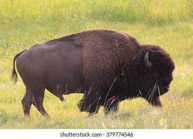 Male Buffalo Stock Photo 379774612 | Shutterstock