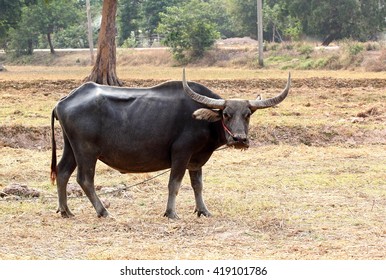 Buffalo Stock Photo 419101786 | Shutterstock