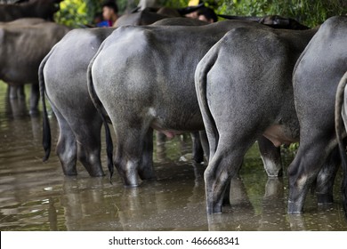 1,854 Buffalo Bottom Images, Stock Photos & Vectors | Shutterstock