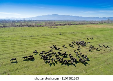 19,977 Herd Bison Images, Stock Photos & Vectors | Shutterstock