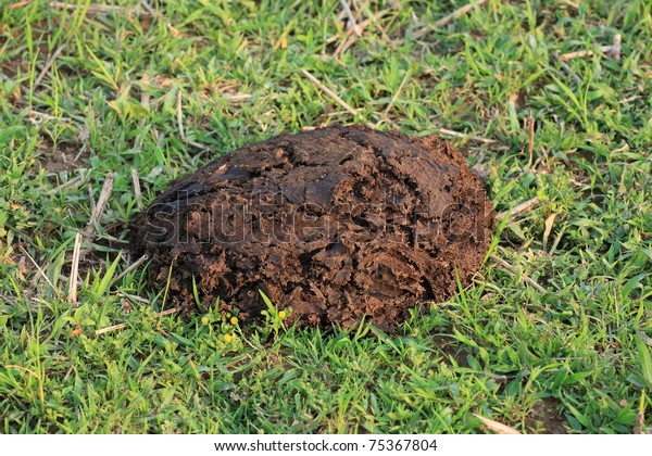 Buffalo Poo Stock Photo (Edit Now) 75367804