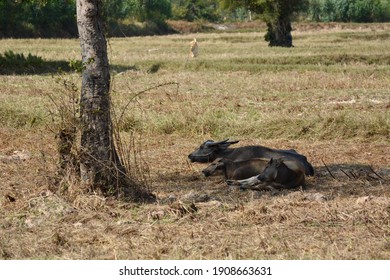 630 Buffalo under tree Images, Stock Photos & Vectors | Shutterstock