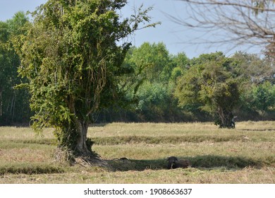 630 Buffalo under tree Images, Stock Photos & Vectors | Shutterstock
