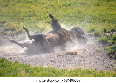 332 Rolling bison Images, Stock Photos & Vectors | Shutterstock