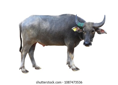 Buffalo Isolated On White Background Stock Photo 1157330680 | Shutterstock