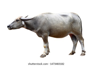 Indicus de carne (Bos Taurus Indicus),: ilustración de stock 1929833579 ...