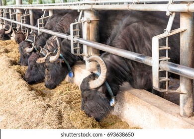 708 Buffalo shed Images, Stock Photos & Vectors | Shutterstock