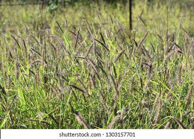 Buffelgrass Images, Stock Photos & Vectors | Shutterstock
