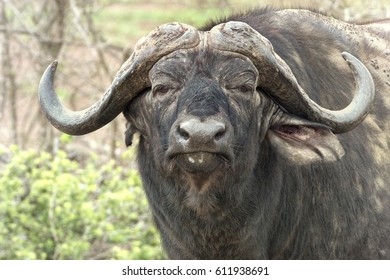 20 African buffelo Images, Stock Photos & Vectors | Shutterstock