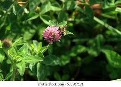 Bufftailed Bumblebeeclover Stock Photo 685507171 | Shutterstock