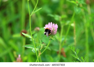 Bufftailed Bumblebeeclover Stock Photo 685507303 | Shutterstock