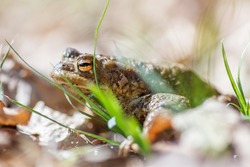 Close up portrait of a toad featuring amphibia, amphibian, and animal ...