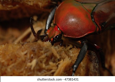 Male Homoderus Gladiator Species Stag Beetle Stock Photo (Edit Now ...