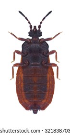 Bug Aneurus Avenius Underside On White Stock Photo 321838703 | Shutterstock