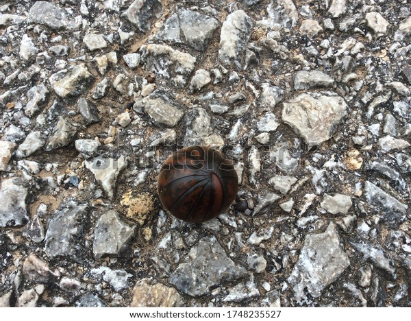 Bug Change Ball When Scared Animal Stock Photo 1748235527 | Shutterstock