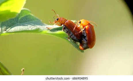 Bug Couple Caught While Having Sex Stock Photo 686904895 | Shutterstock