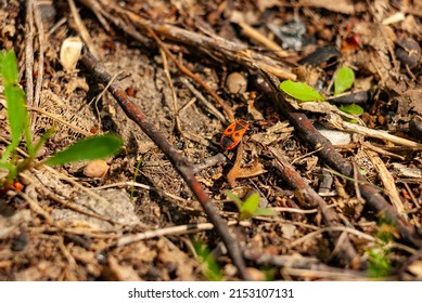 3,881 Crawl bird Images, Stock Photos & Vectors | Shutterstock