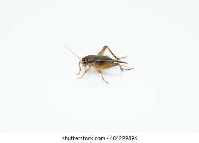Top View Dead Cockroach Isolated On Stock Photo 1434826103 | Shutterstock