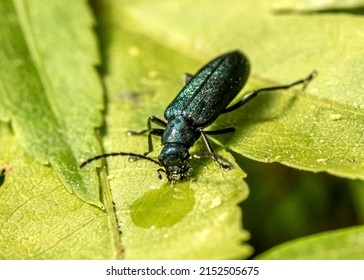 Bug Drinking Water Leaf Stock Photo 2152505675 | Shutterstock