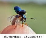 Bug Flying From The Tip PPT template 57 | CrystalGraphics