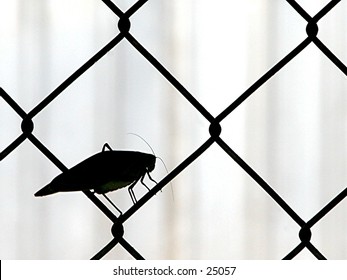 Bug On Chain Link Stock Photo 25057 | Shutterstock